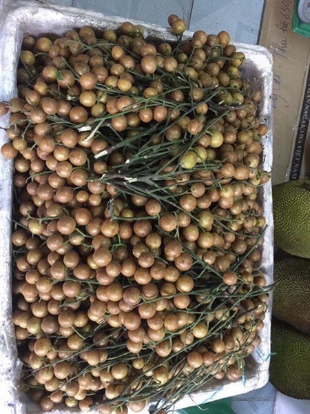 Quất Hồng Bì Bắc - Đặc Sản Trang Hà